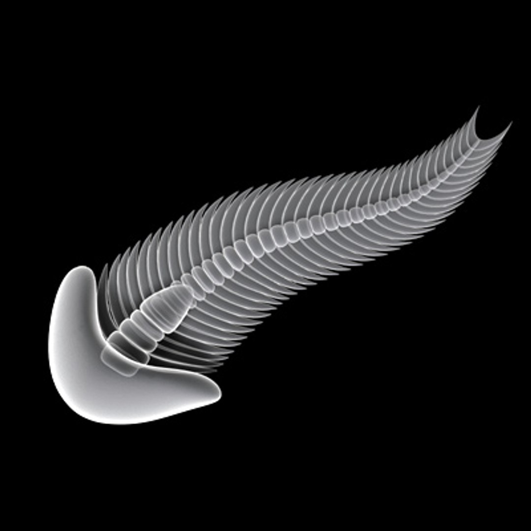 Spriggina Ediacaran Curve 3d Model