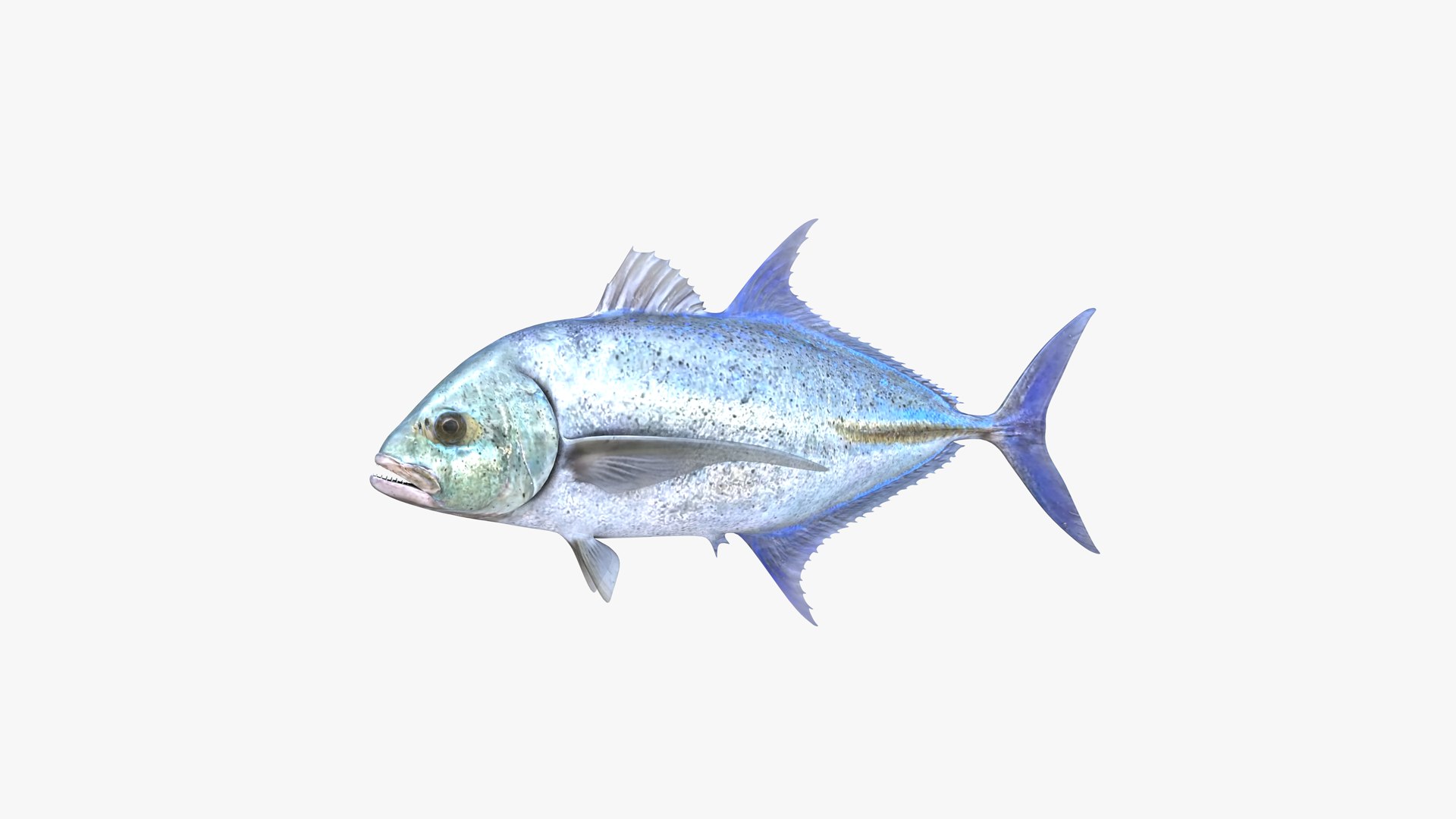 Bluefin Trevally Model - TurboSquid 2398266
