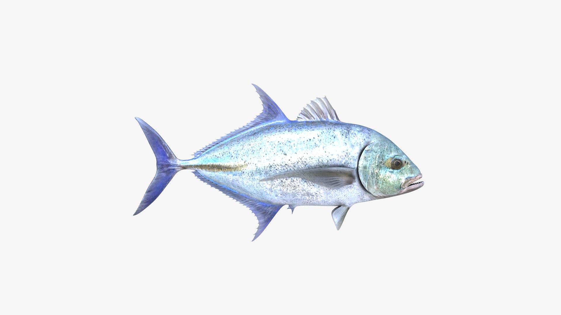 Bluefin Trevally Model - TurboSquid 2398266
