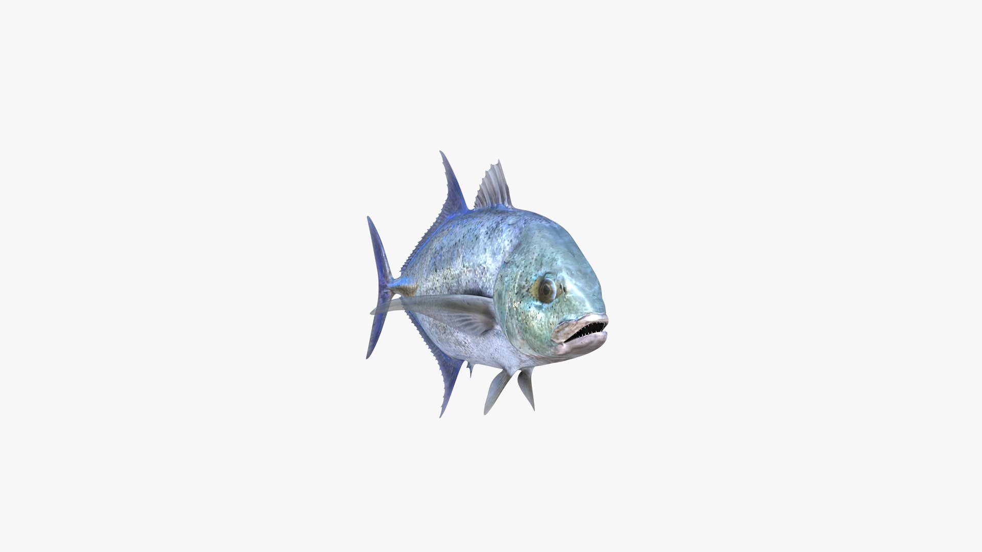 Bluefin Trevally Model - TurboSquid 2398266