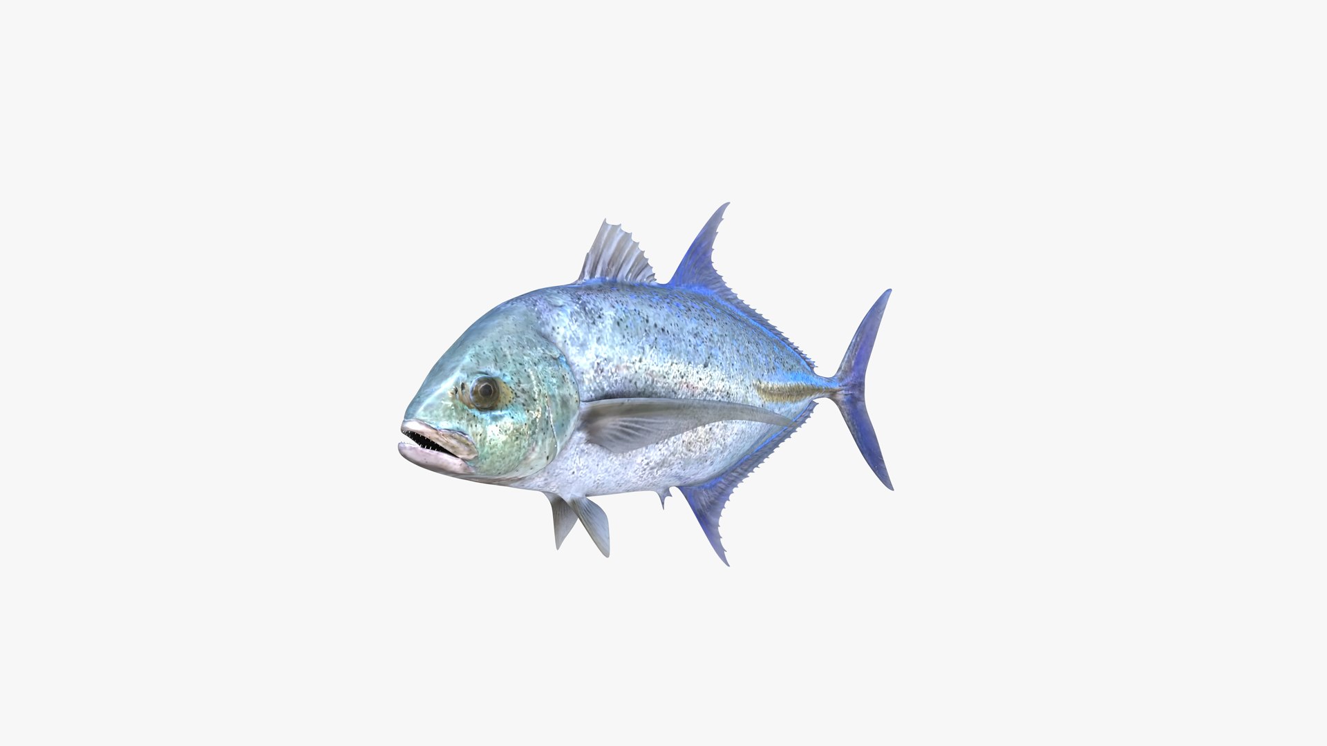 Bluefin Trevally Model - TurboSquid 2398266