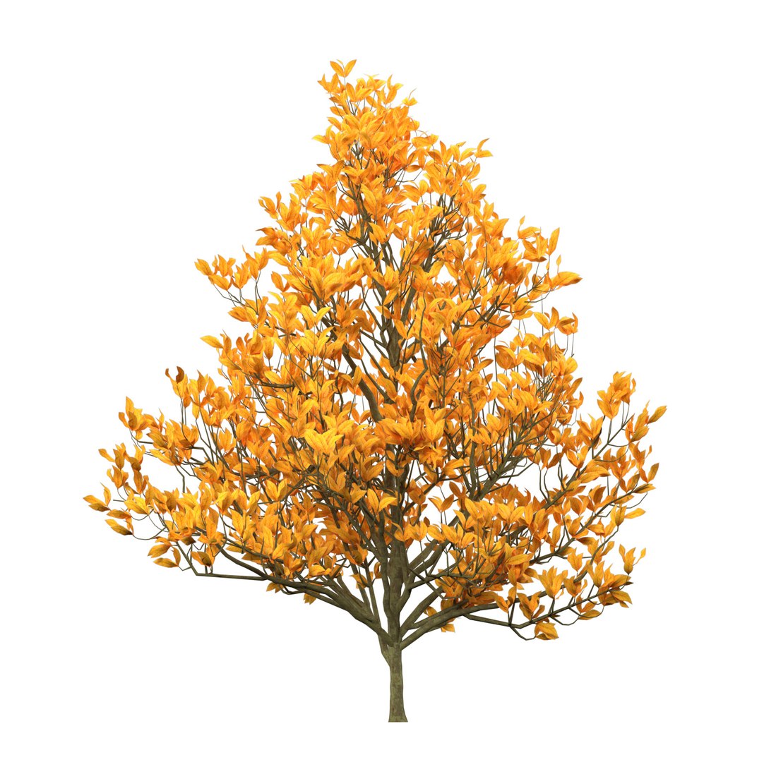 3D model Forest Saplings in Fall and Summer - TurboSquid 2138568