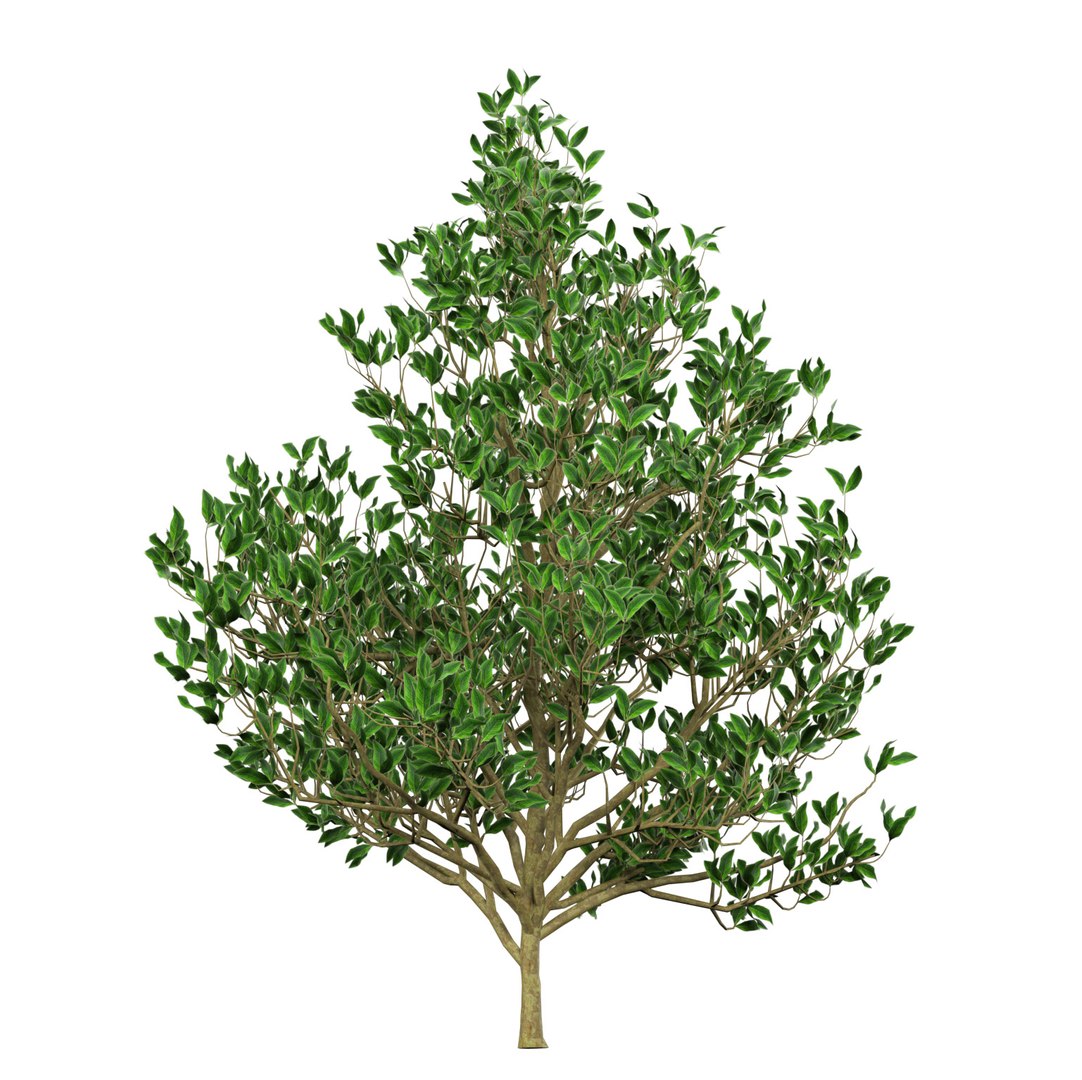 3D model Forest Saplings in Fall and Summer - TurboSquid 2138568