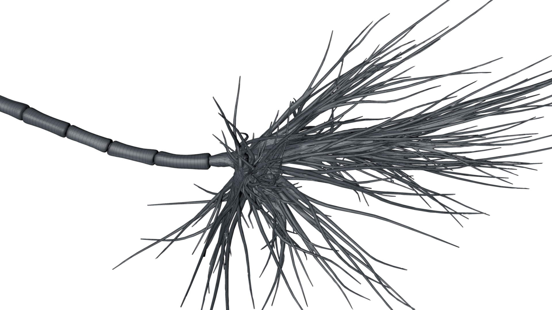 Neuron Myelin Sheath 3d Fbx
