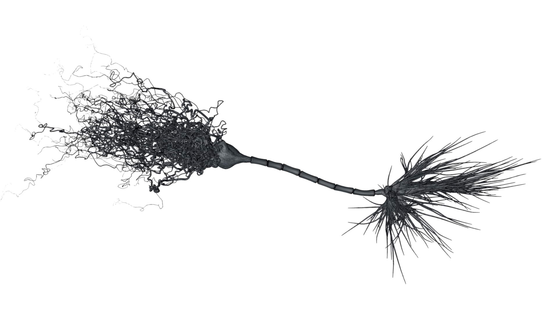 Neuron Myelin Sheath 3d Fbx