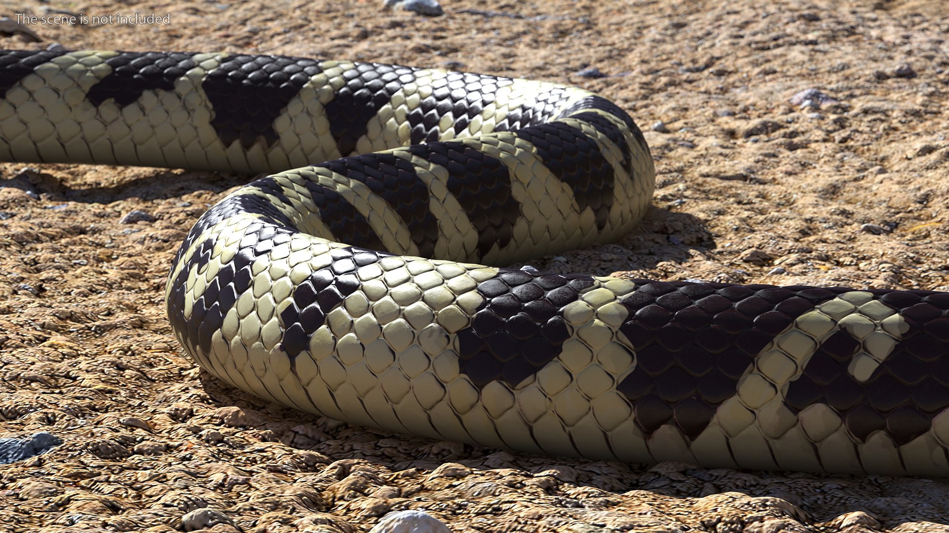 California Kingsnake Rigged For Cinema 4D Model - TurboSquid 1980850