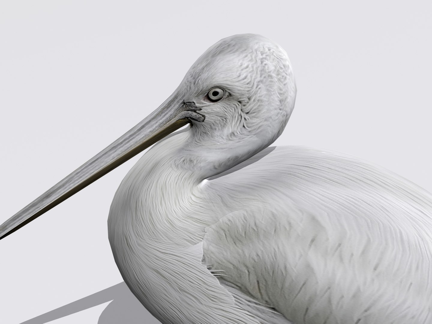 3d Model Pelican