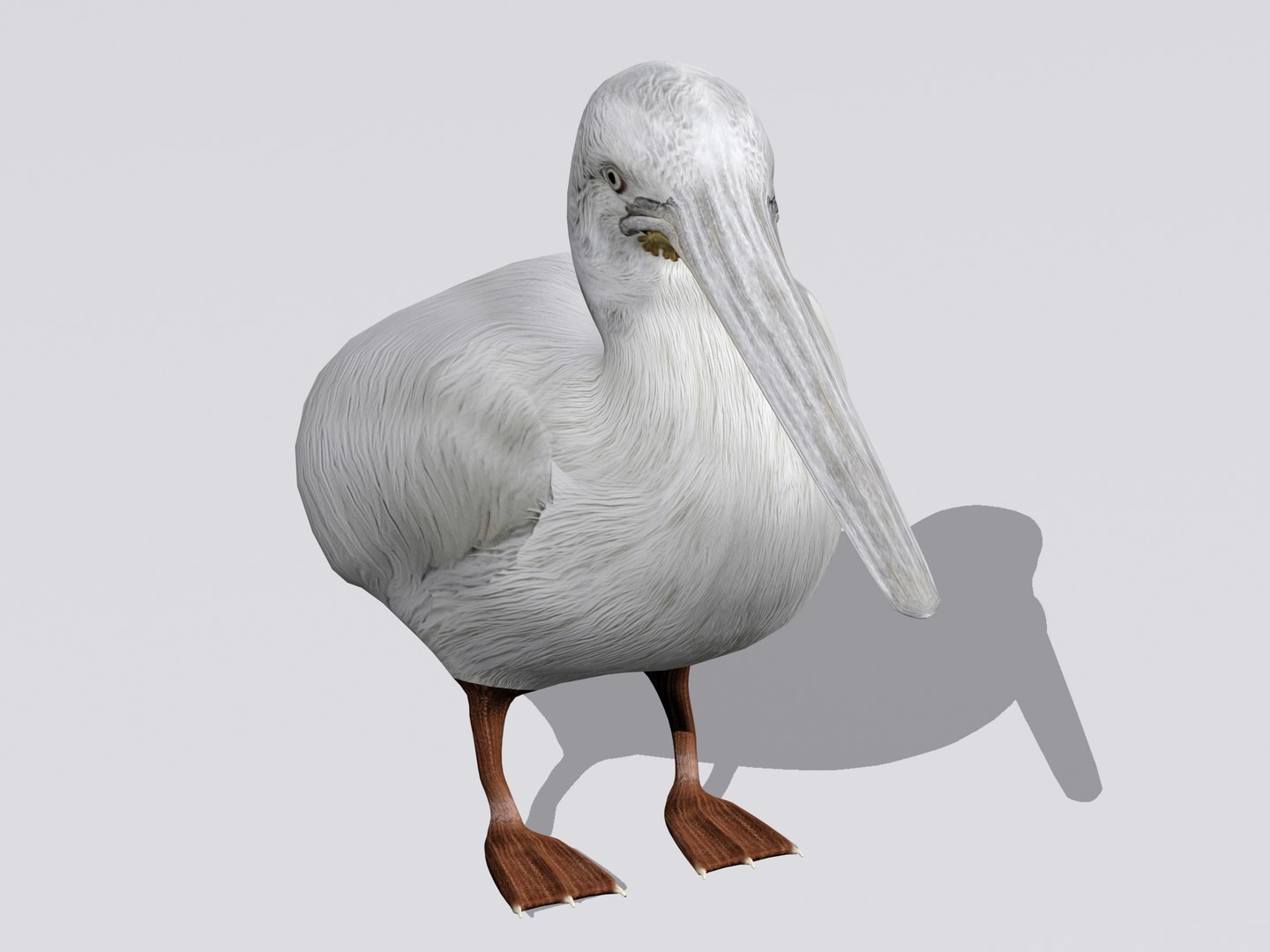 3d Model Pelican