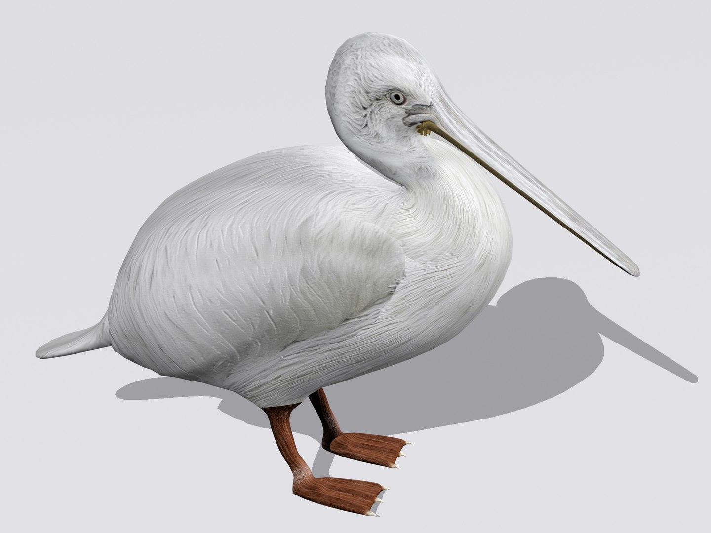 3d Model Pelican