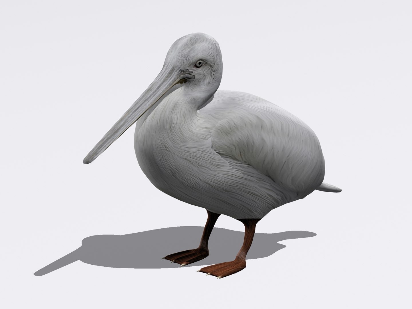 3d Model Pelican