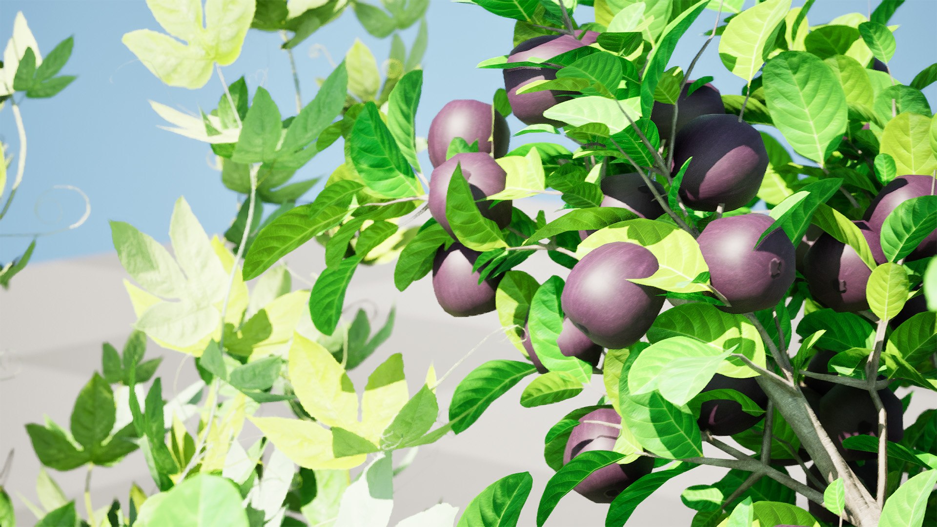 Passion Fruit Tree Model 3D - TurboSquid 2318053