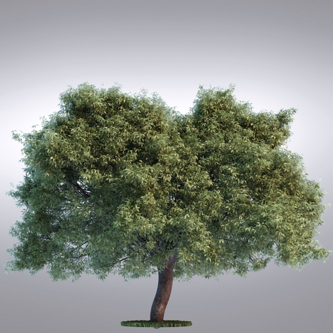 3d model hi realistic series tree
