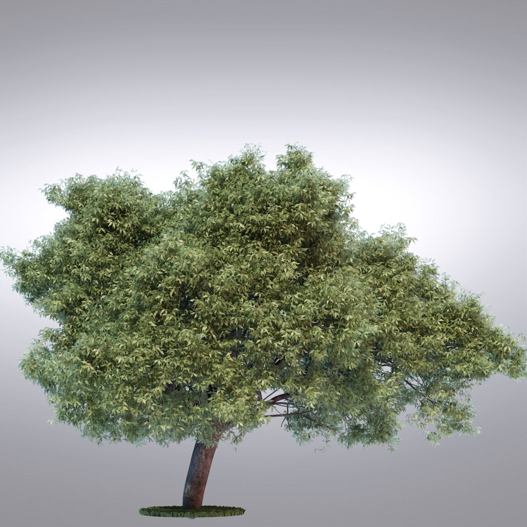3d model hi realistic series tree