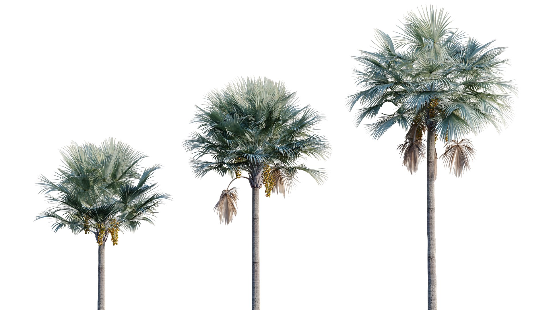 Bismarckia Nobilis - Bismarck Palm - Silver Palm 3D Model - TurboSquid ...