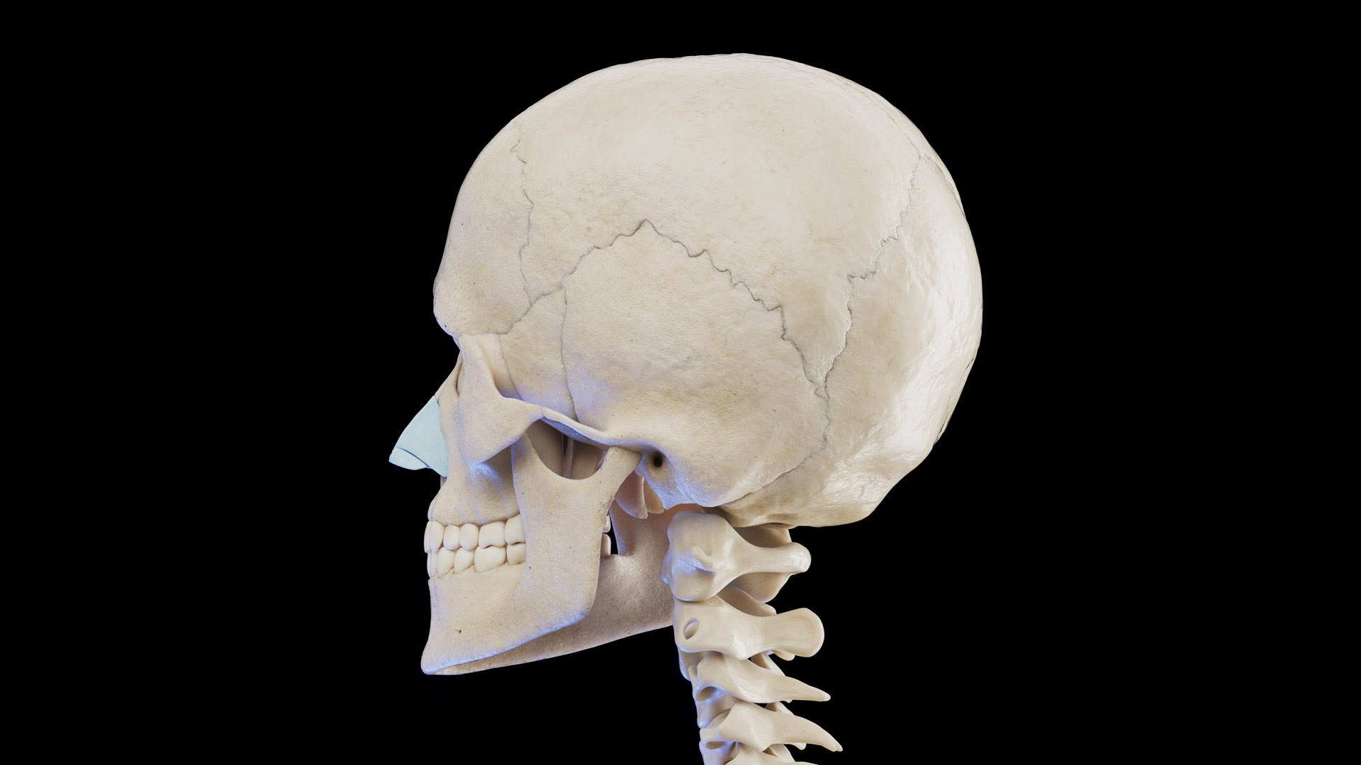 Human Male Body and Skeletal Systems model - TurboSquid 2013831