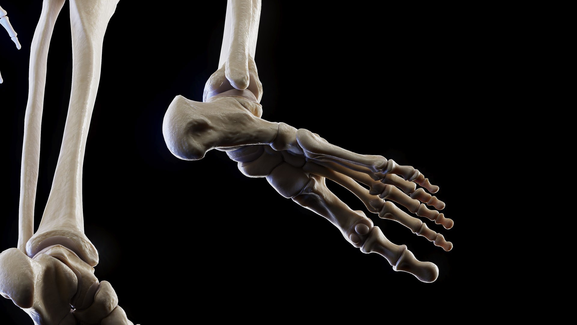 Human Male Body and Skeletal Systems model - TurboSquid 2013831