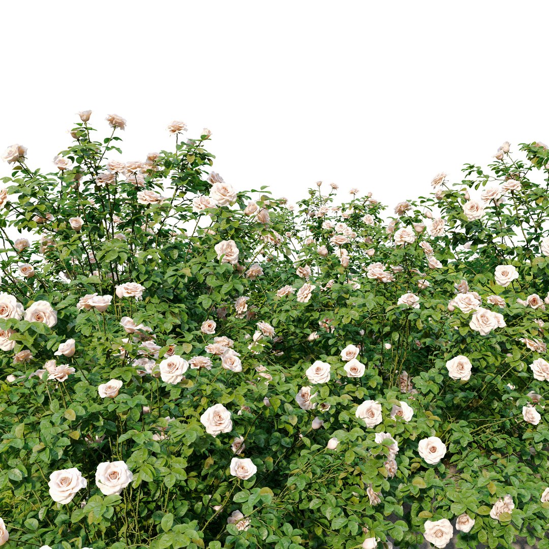 Rose bush 02 model - TurboSquid 1990922