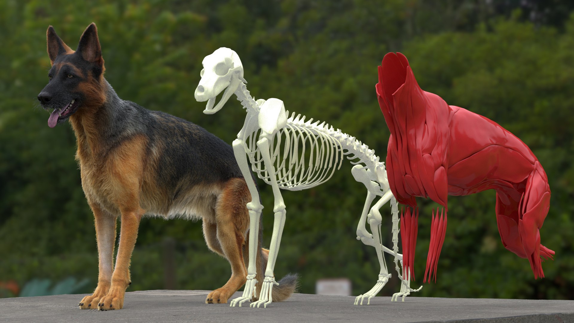 German Shepherd RIGGED Model - TurboSquid 2236838