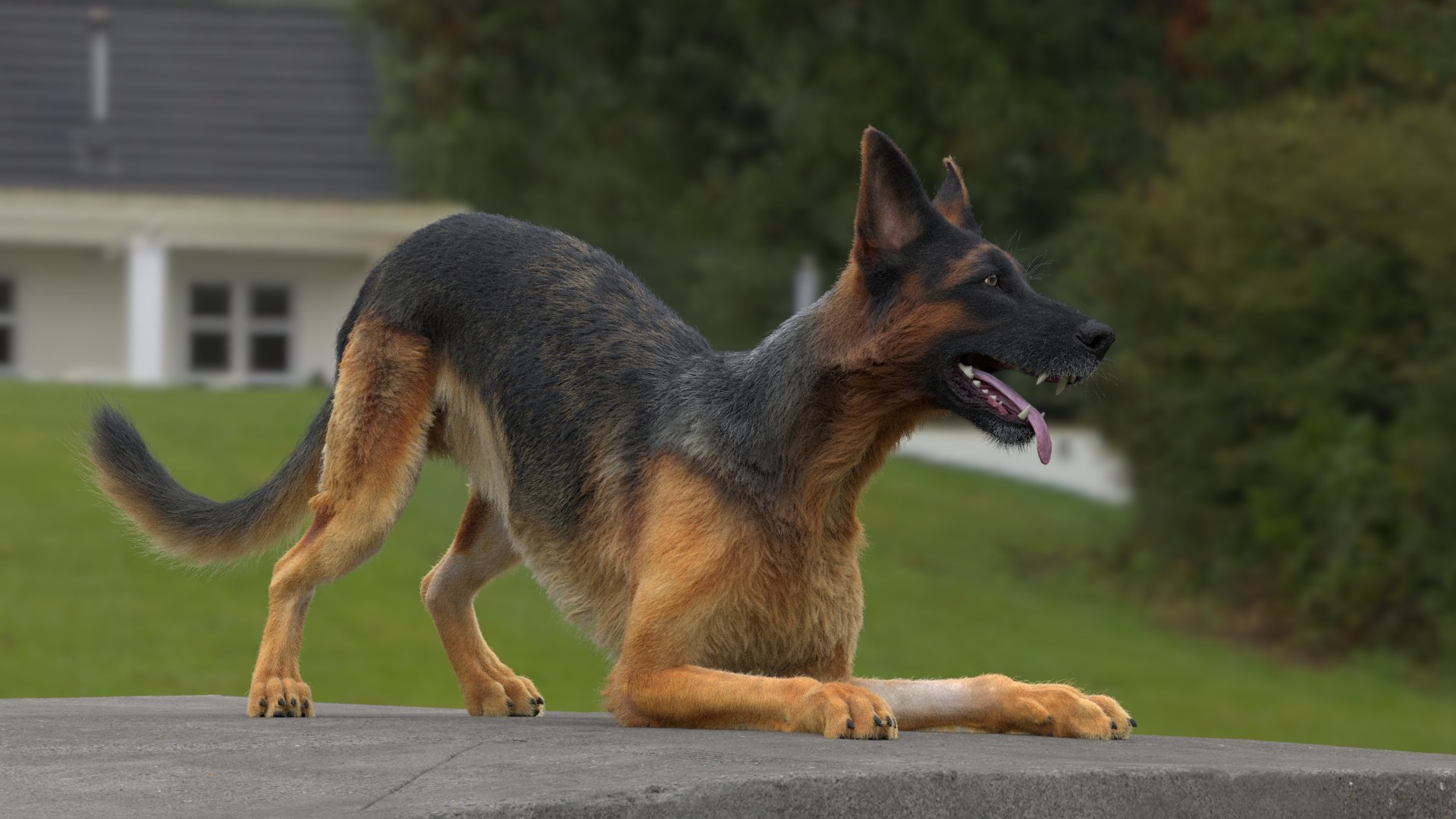 German Shepherd RIGGED Model - TurboSquid 2236838
