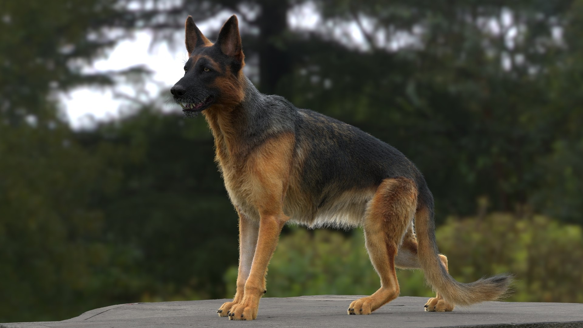 German Shepherd RIGGED Model - TurboSquid 2236838