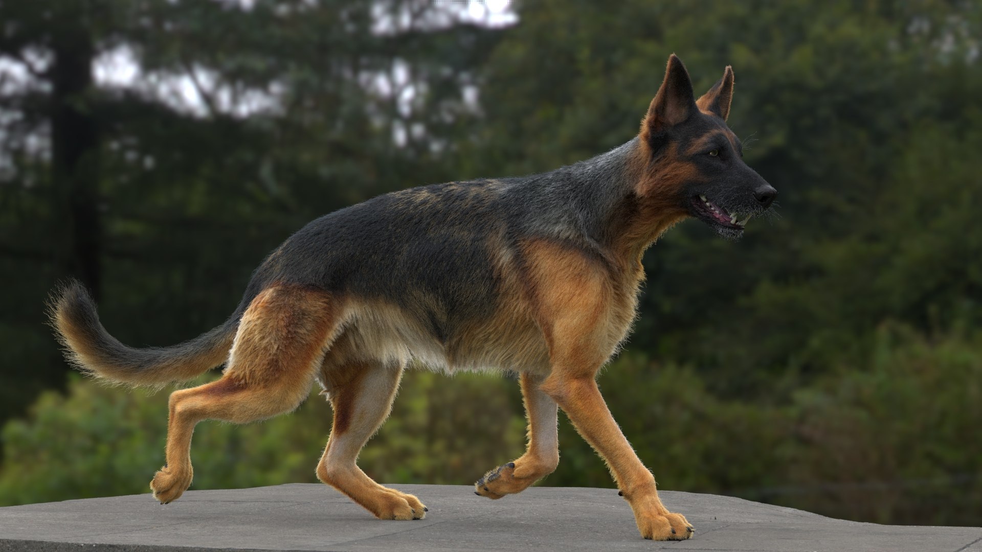 German Shepherd RIGGED Model - TurboSquid 2236838
