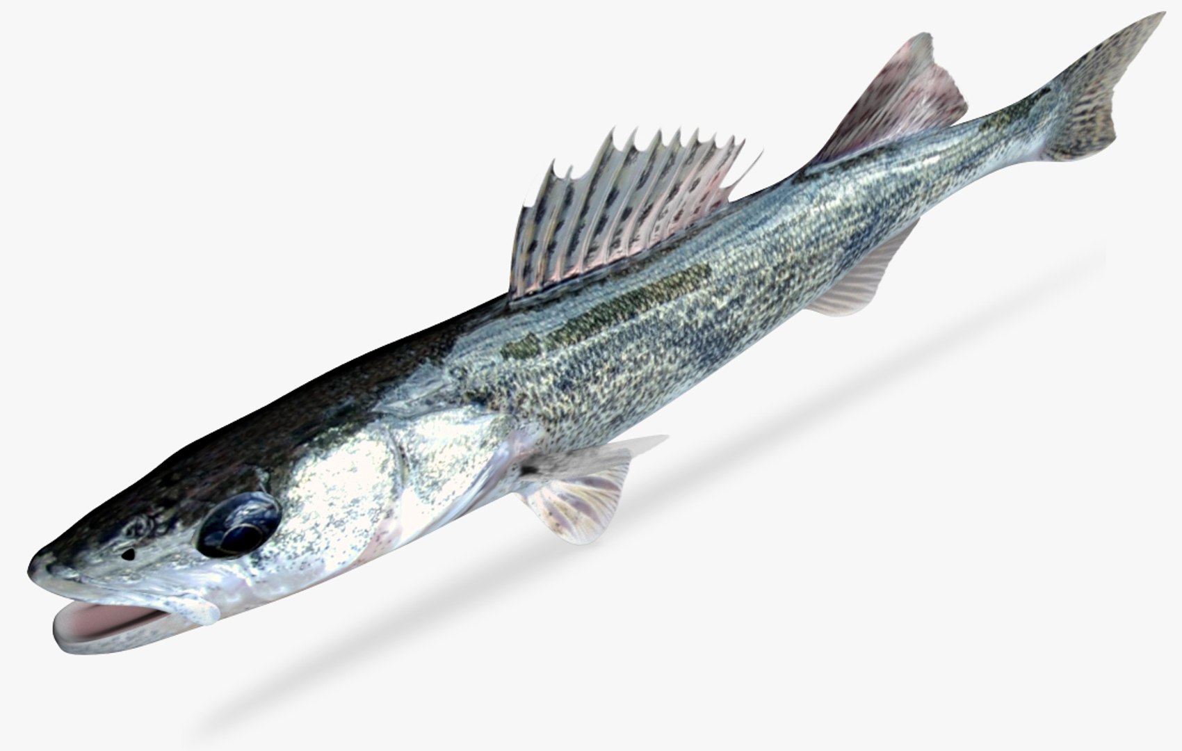 Sauger Model - TurboSquid 1200810