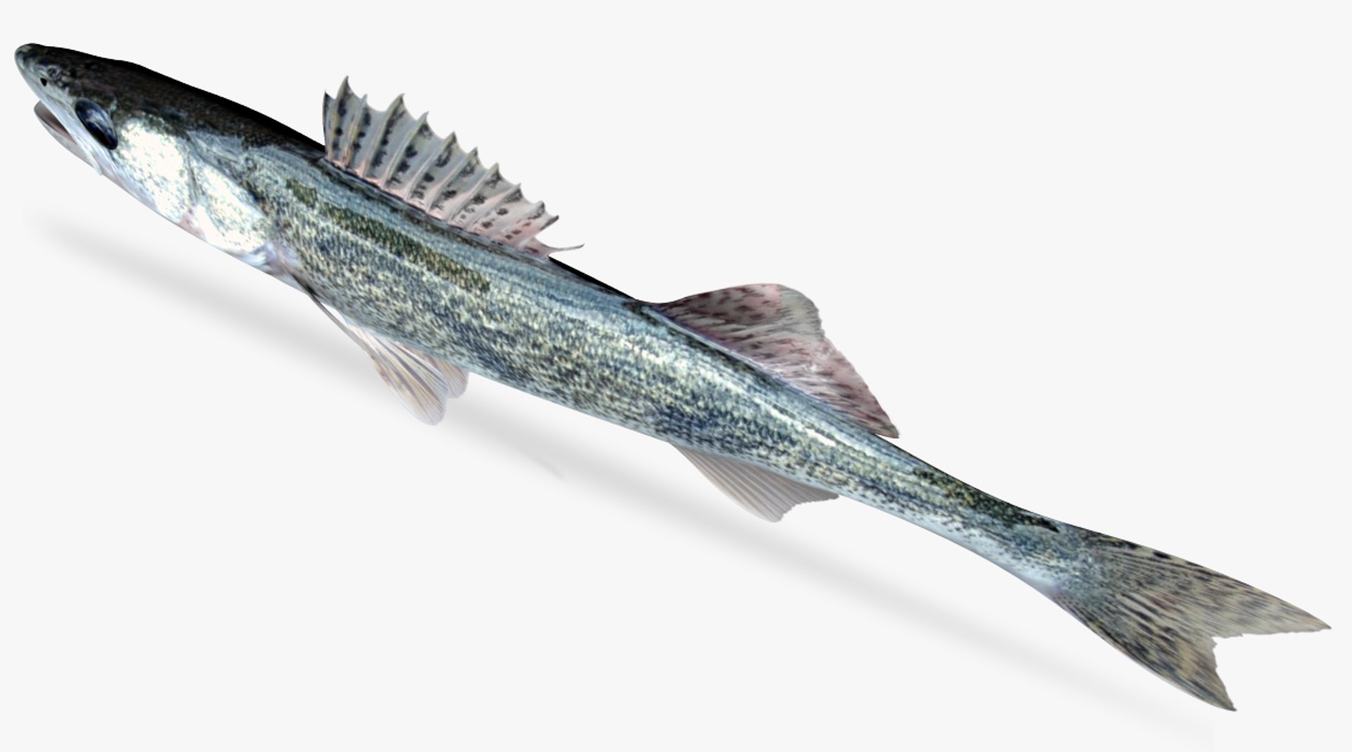 Sauger Model - TurboSquid 1200810