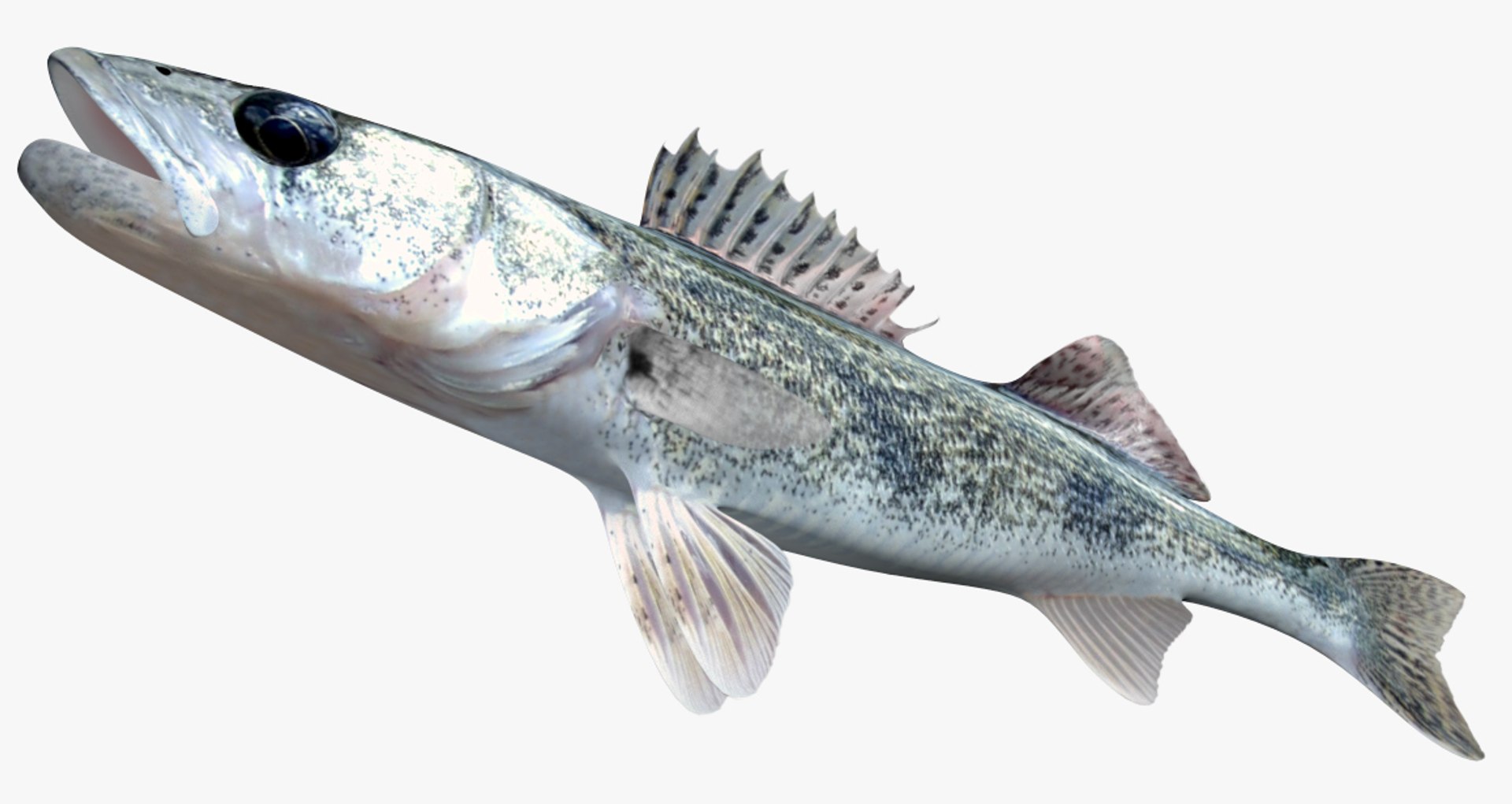 Sauger Model - TurboSquid 1200810