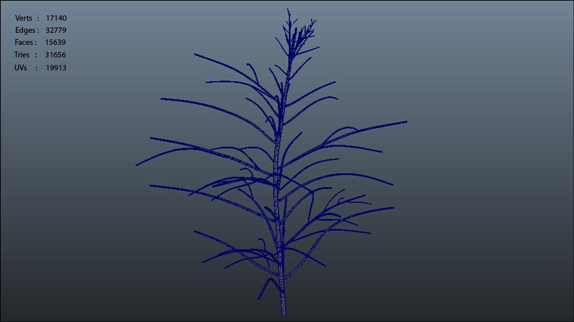 Casuarina 3d Model