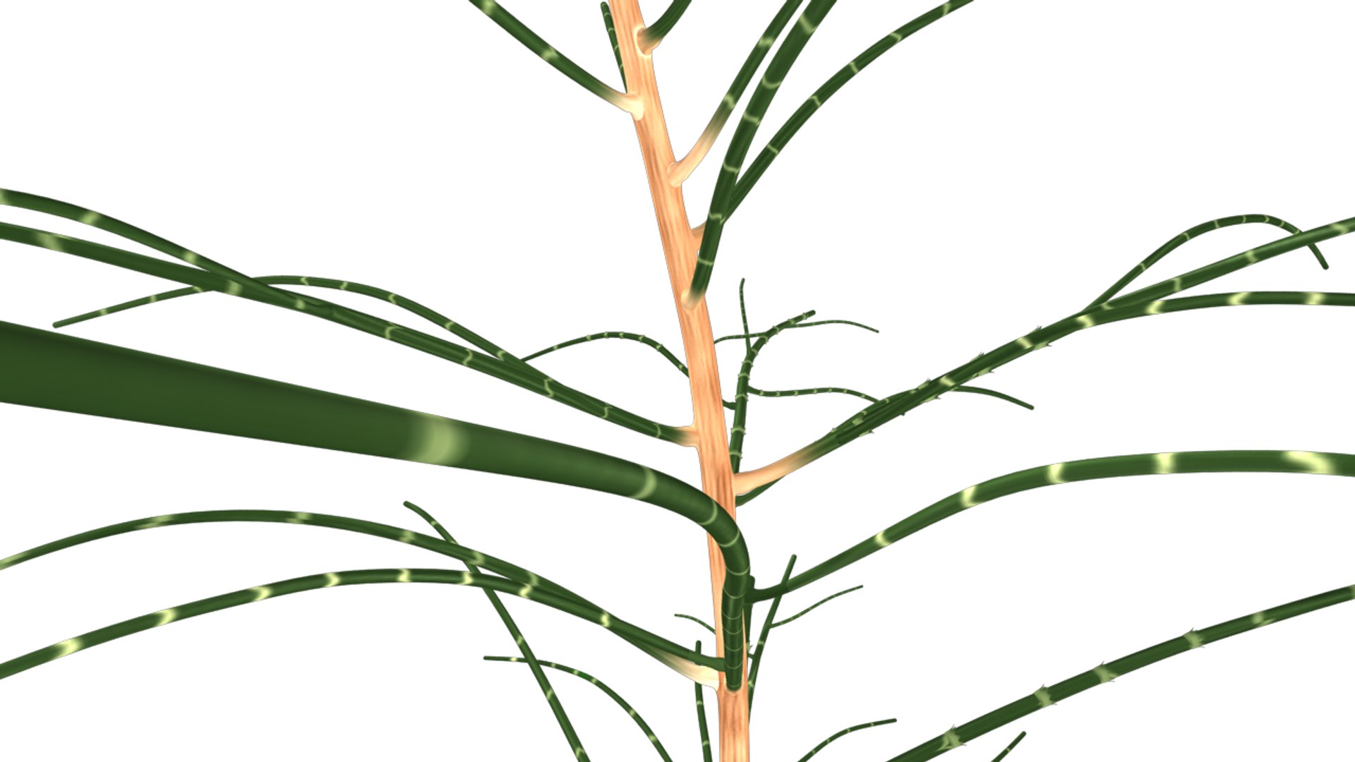 Casuarina 3d Model