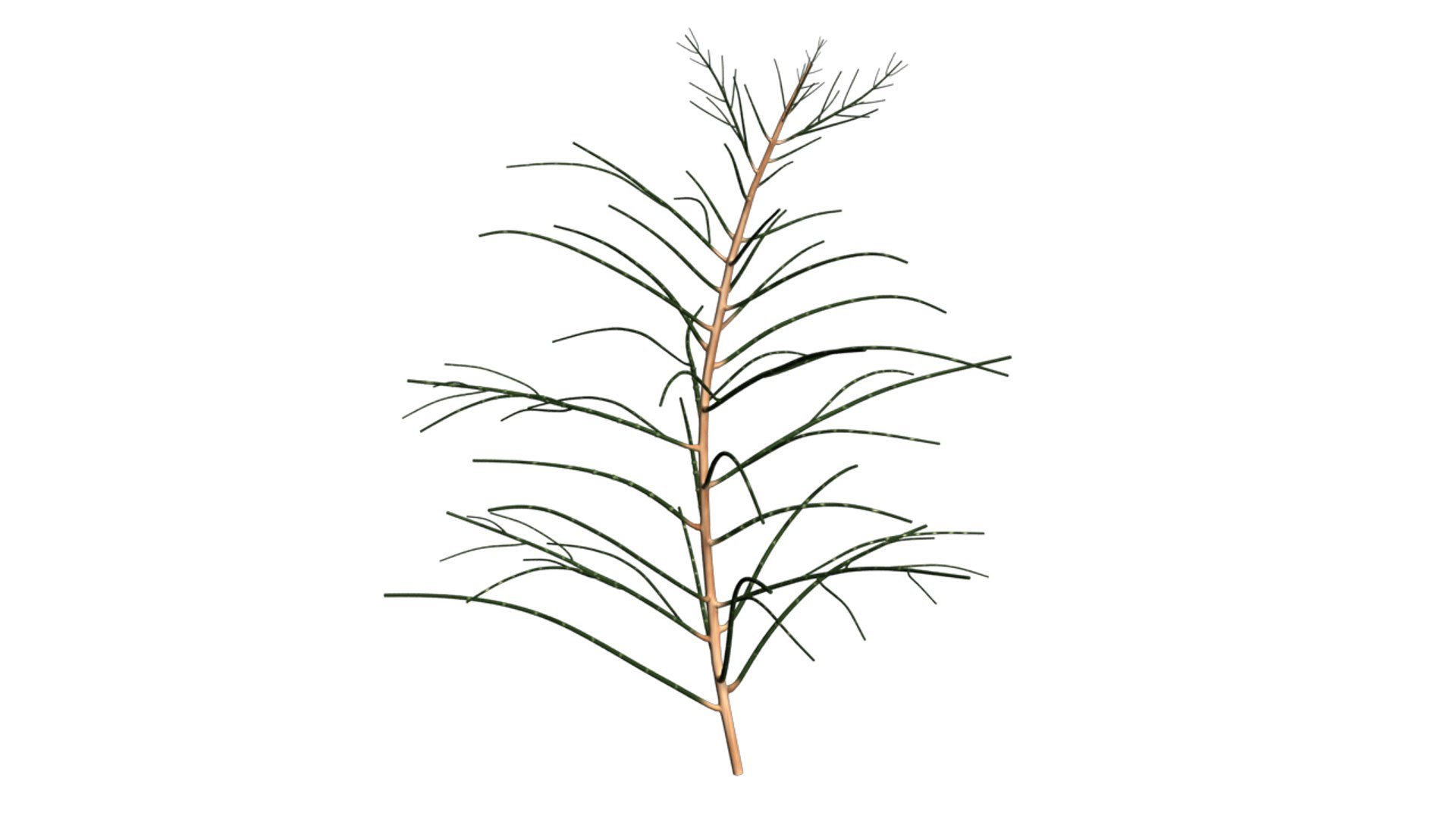 Casuarina 3d Model
