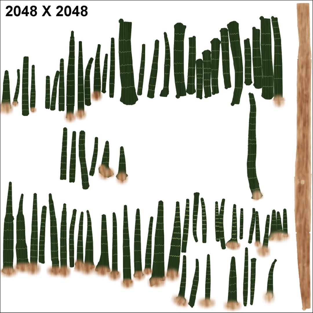 Casuarina 3d Model