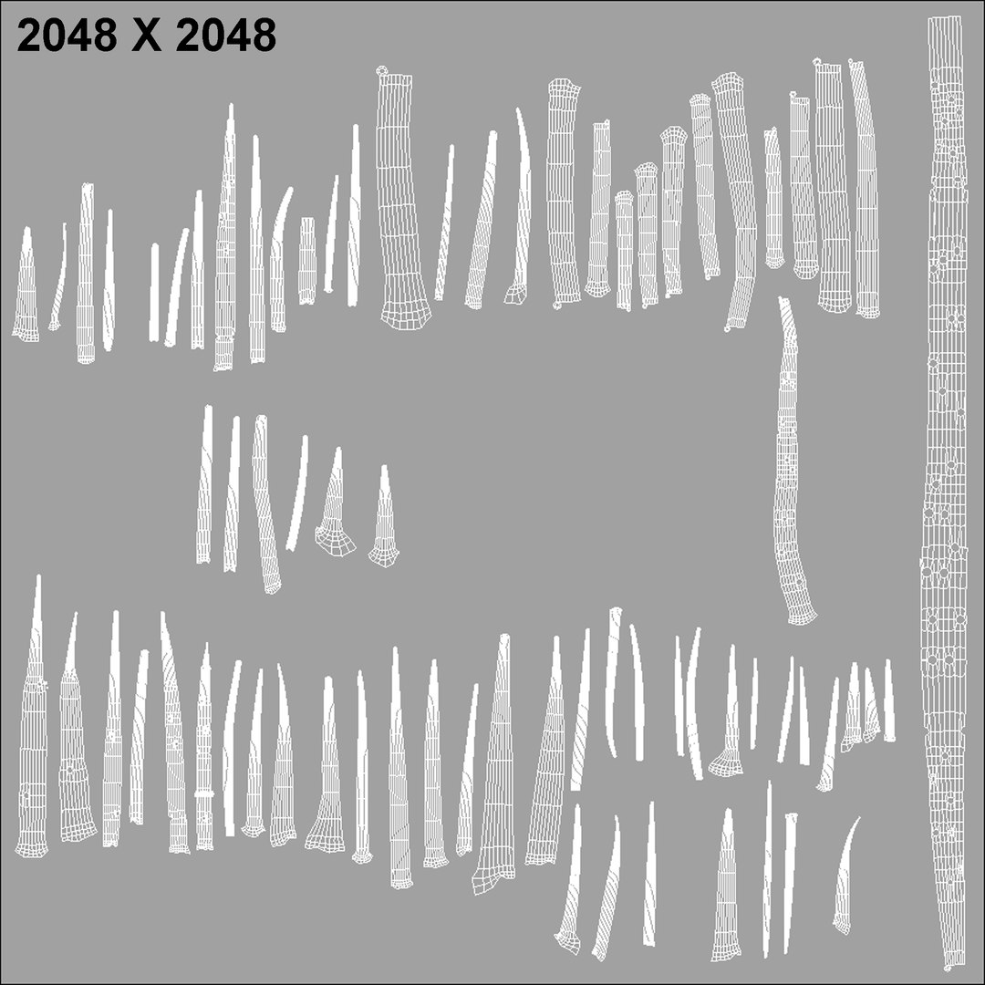 Casuarina 3d Model