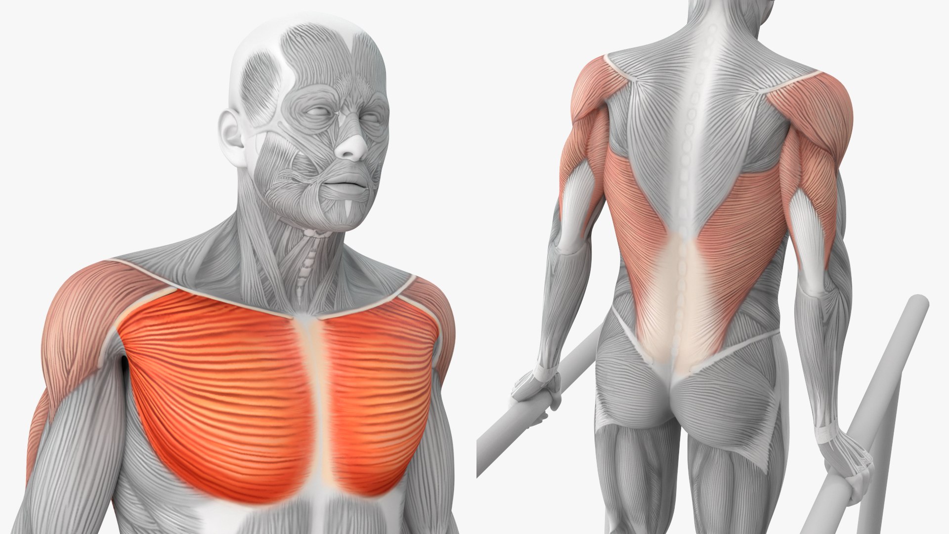 Male Muscular System Chest Dip Animated Rigged For Maya 3D Model ...