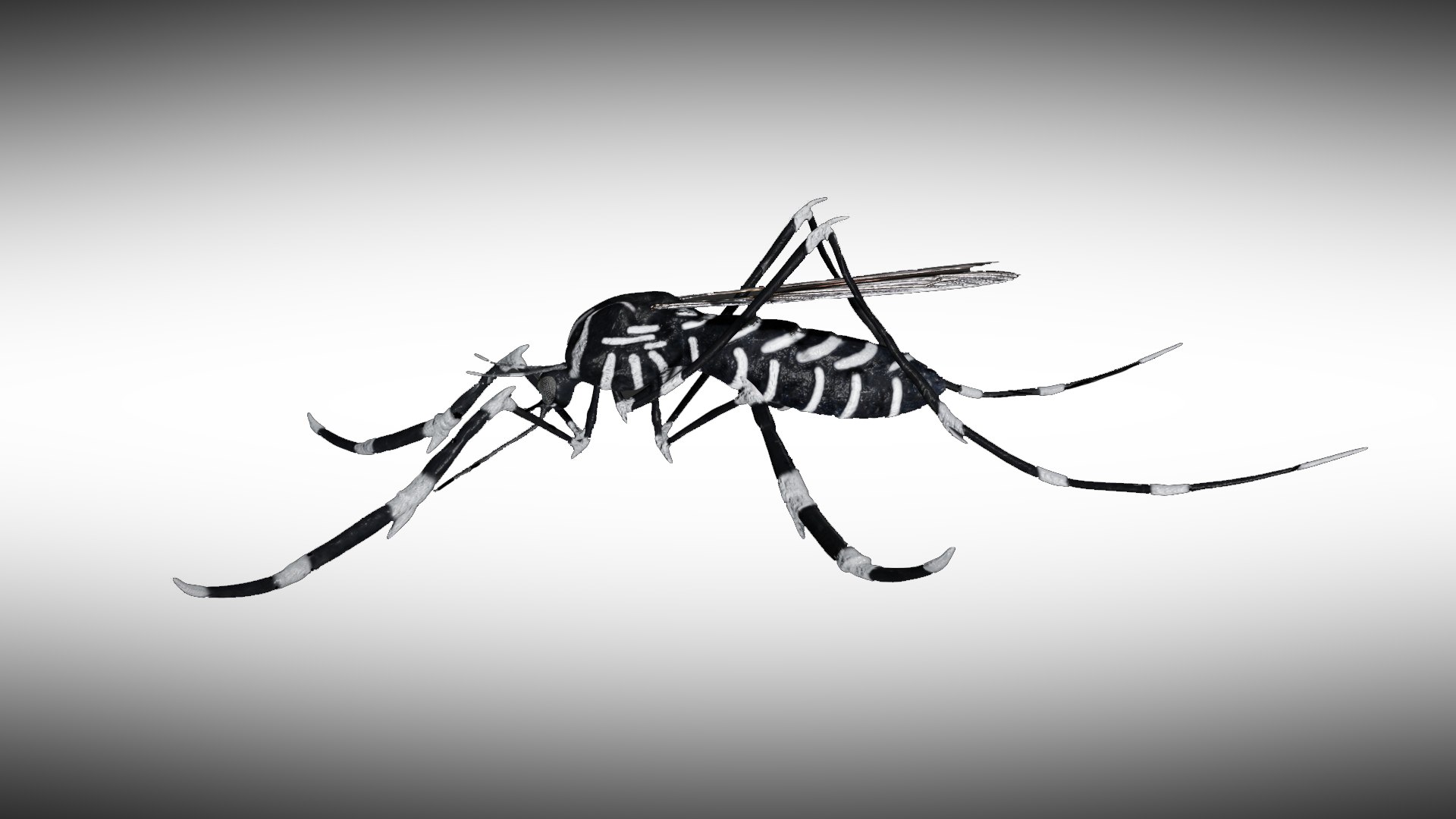 3D Mosquito Rigged Model - TurboSquid 1658957