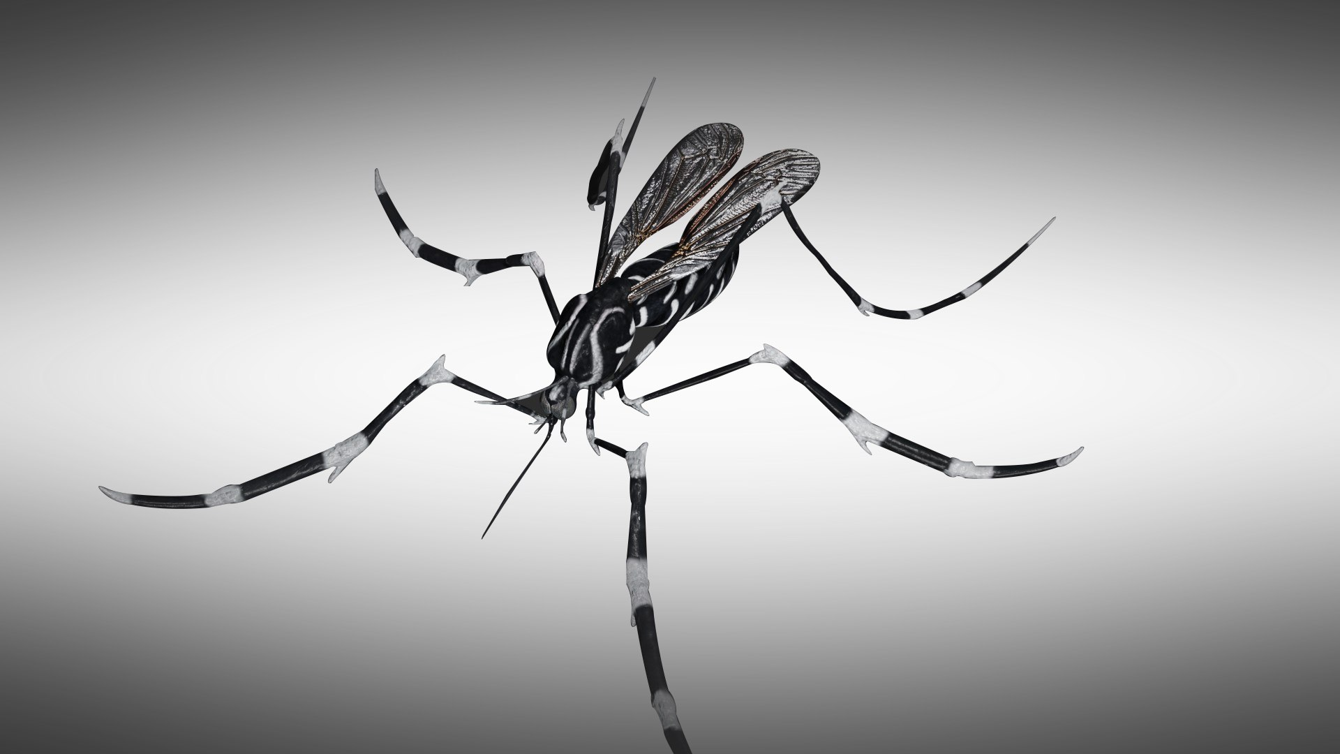 3D Mosquito Rigged Model - TurboSquid 1658957