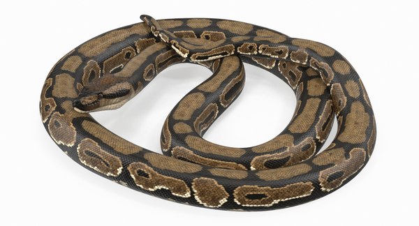 3D brown python snake curled model - TurboSquid 1410563