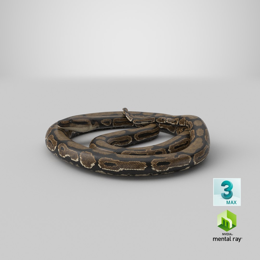 3D Brown Python Snake Curled Model - TurboSquid 1410563