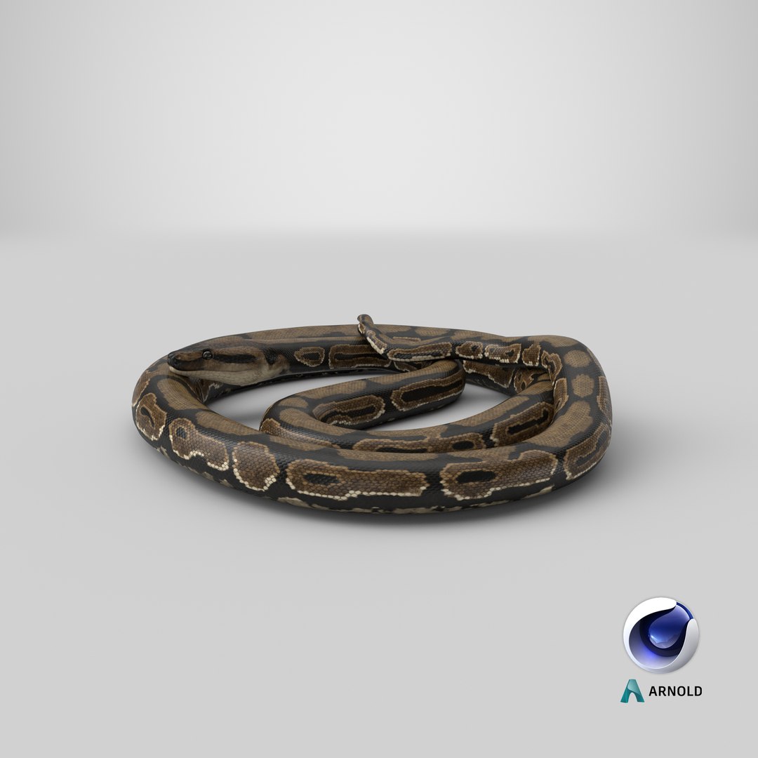 3D Brown Python Snake Curled Model - TurboSquid 1410563