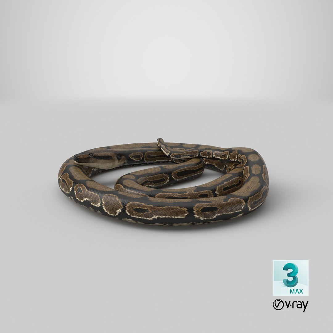 3D Brown Python Snake Curled Model - TurboSquid 1410563