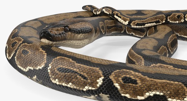 3D brown python snake curled model - TurboSquid 1410563