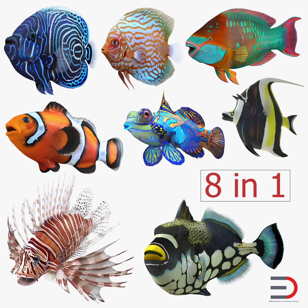 3d coral fishs 2 clownfish