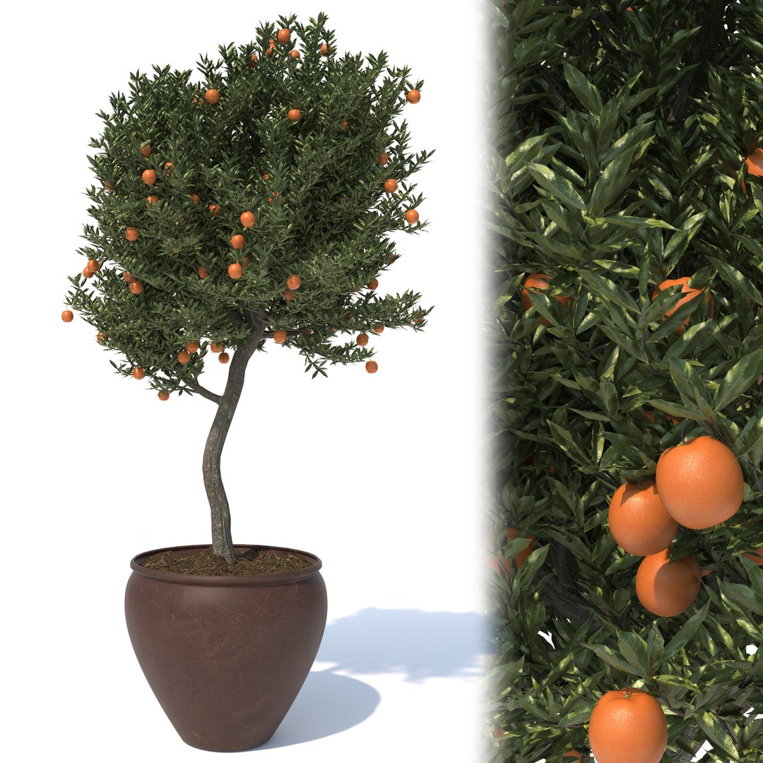 3D Orange-Tree-N1 - TurboSquid 1954444