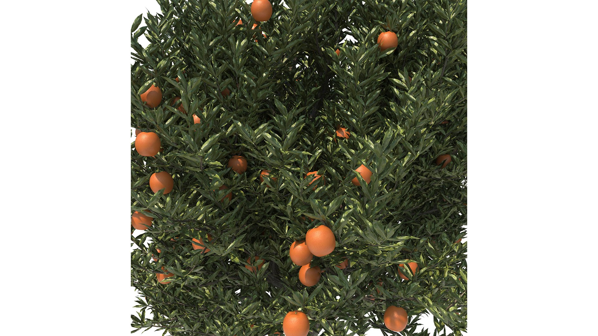 3D Orange-Tree-N1 - TurboSquid 1954444