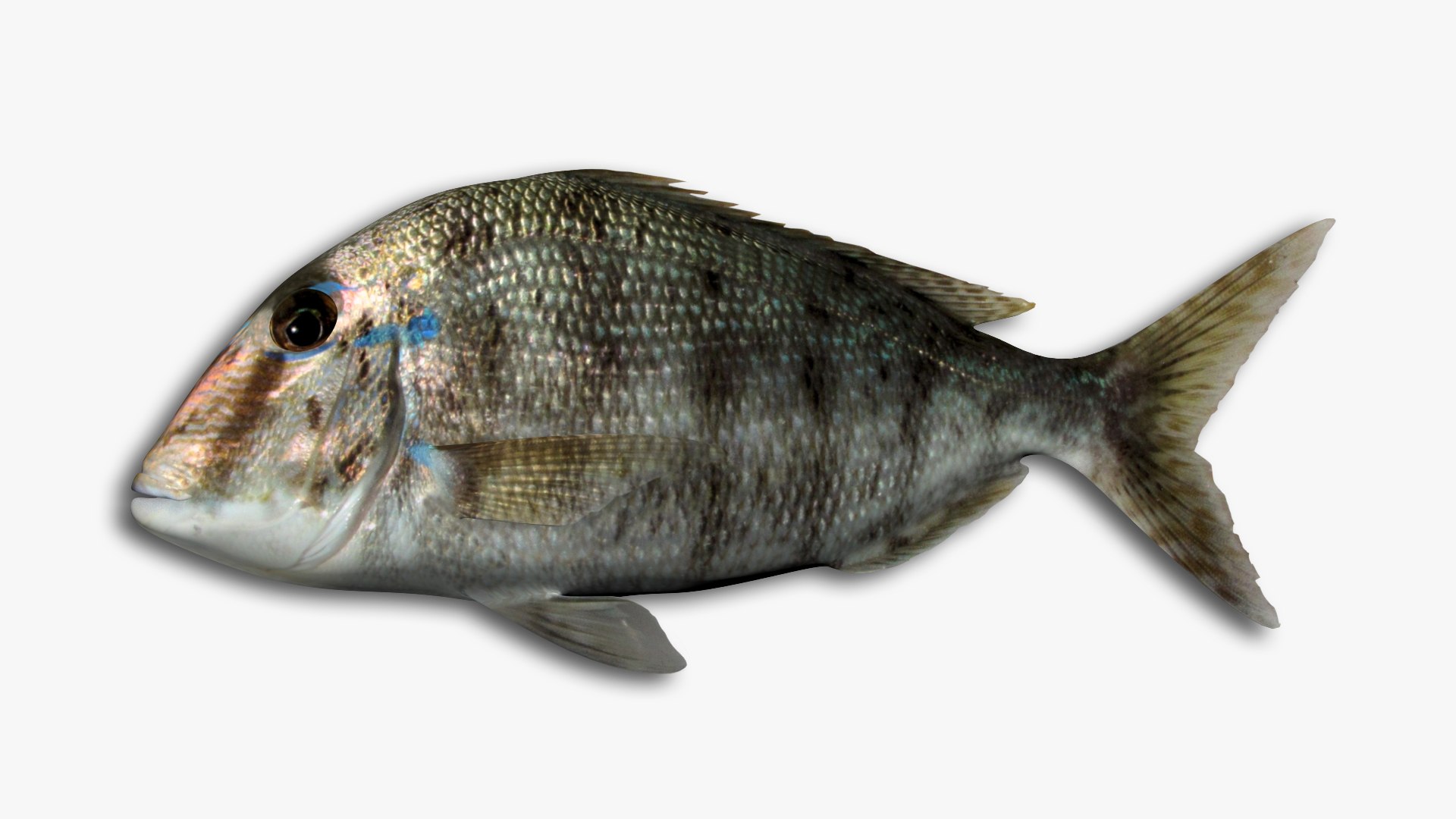 Porgy Collection 3D Model - TurboSquid 1814694