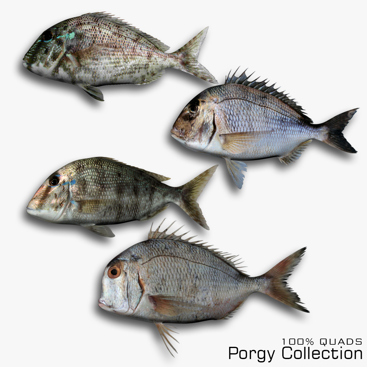 Porgy Collection 3D model - TurboSquid 1814694