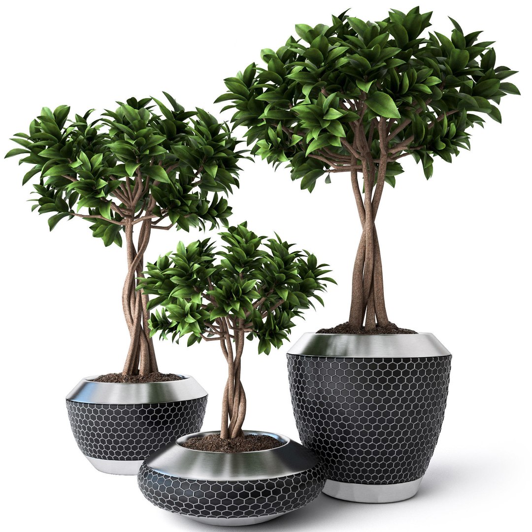 Set Ficus Microcarpa 3D Model - TurboSquid 1422130