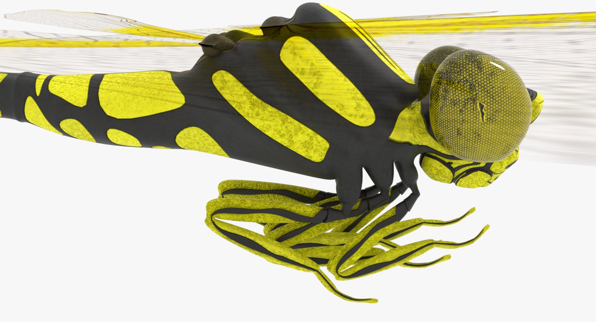 Dragonfly 3D Model - TurboSquid 1412203
