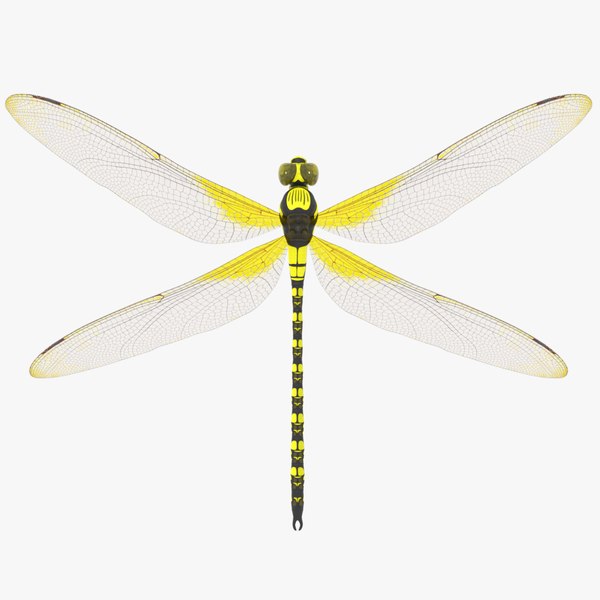 Dragonfly 3D model - TurboSquid 1412203