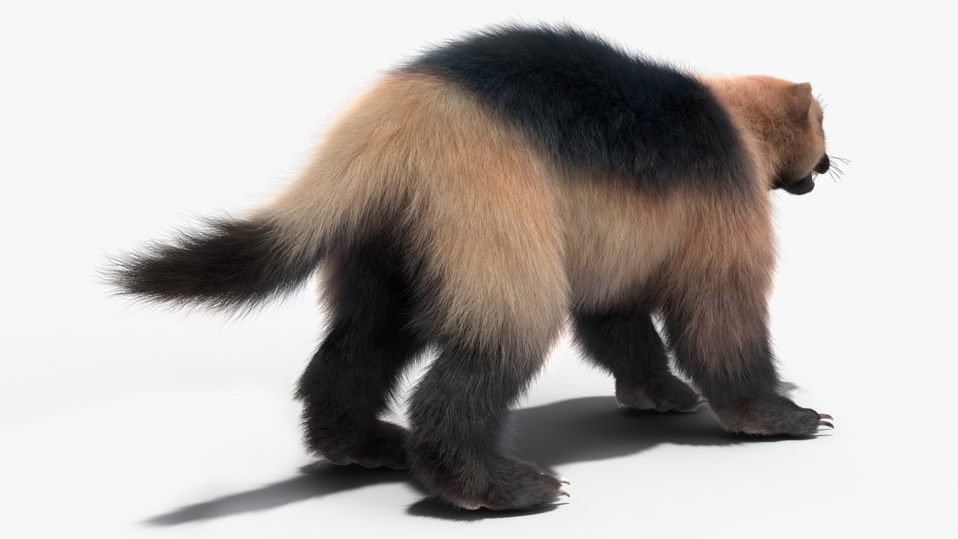 Wolverine Light Color Fur Model - TurboSquid 2156957